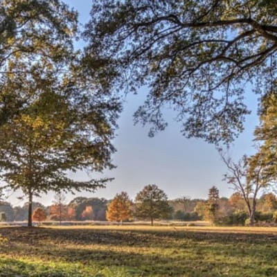 the sunset tree release date